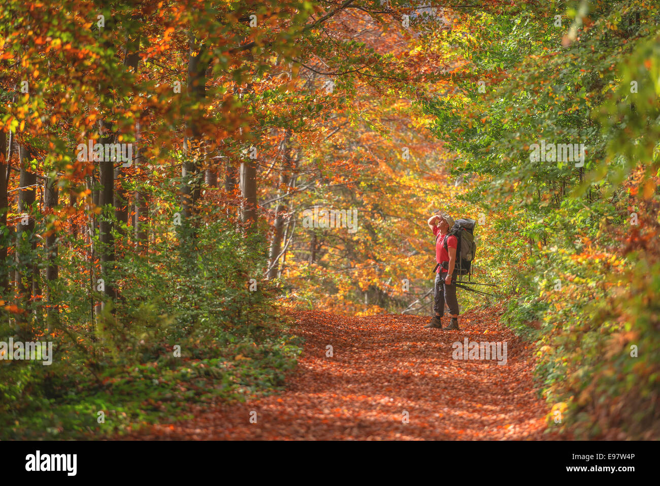 orange forest on autumn season Stock Photo - Alamy