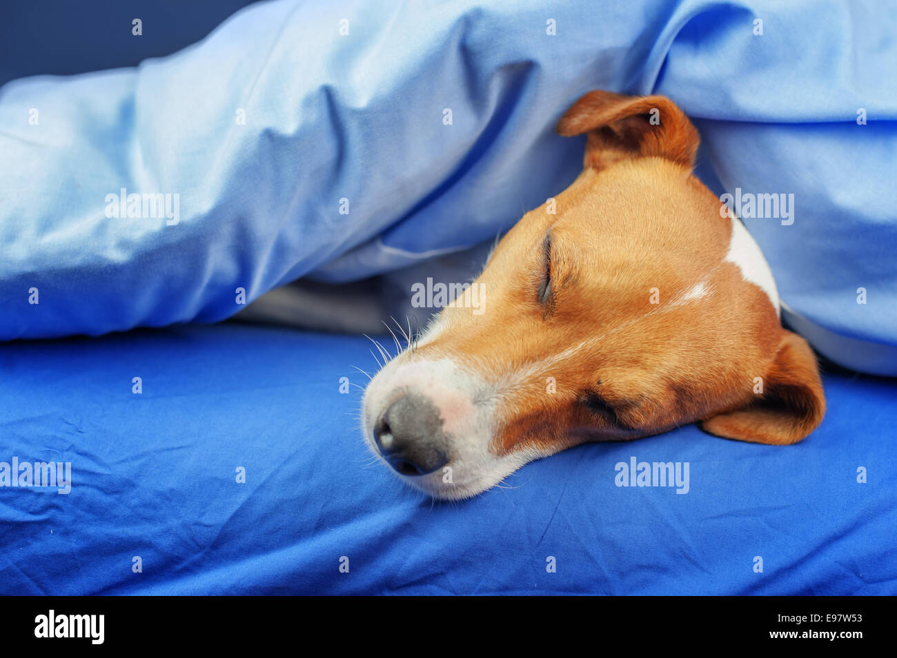 jack russel terrier on blue sheet Stock Photo - Alamy