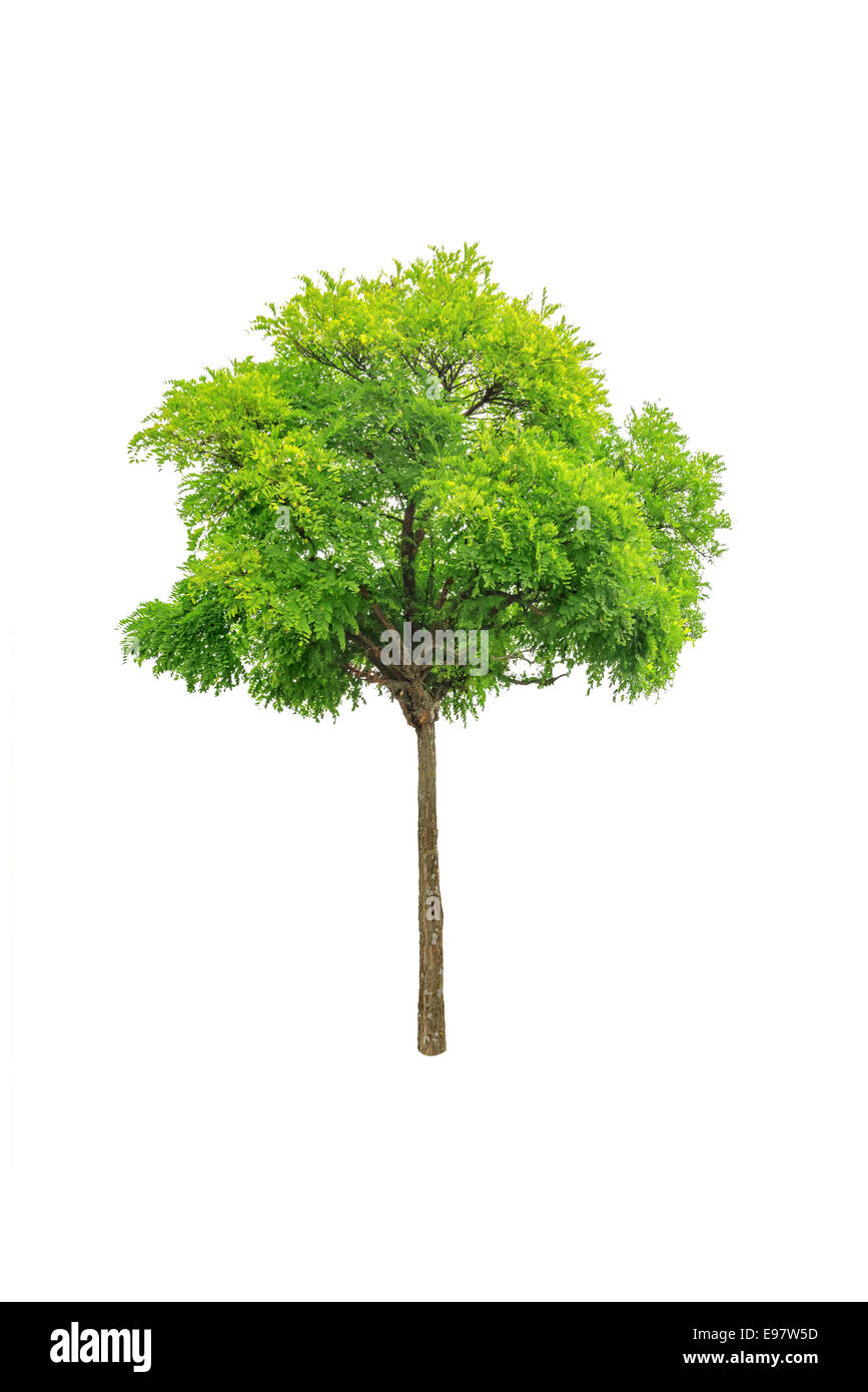 green tree isolated on white Stock Photo - Alamy