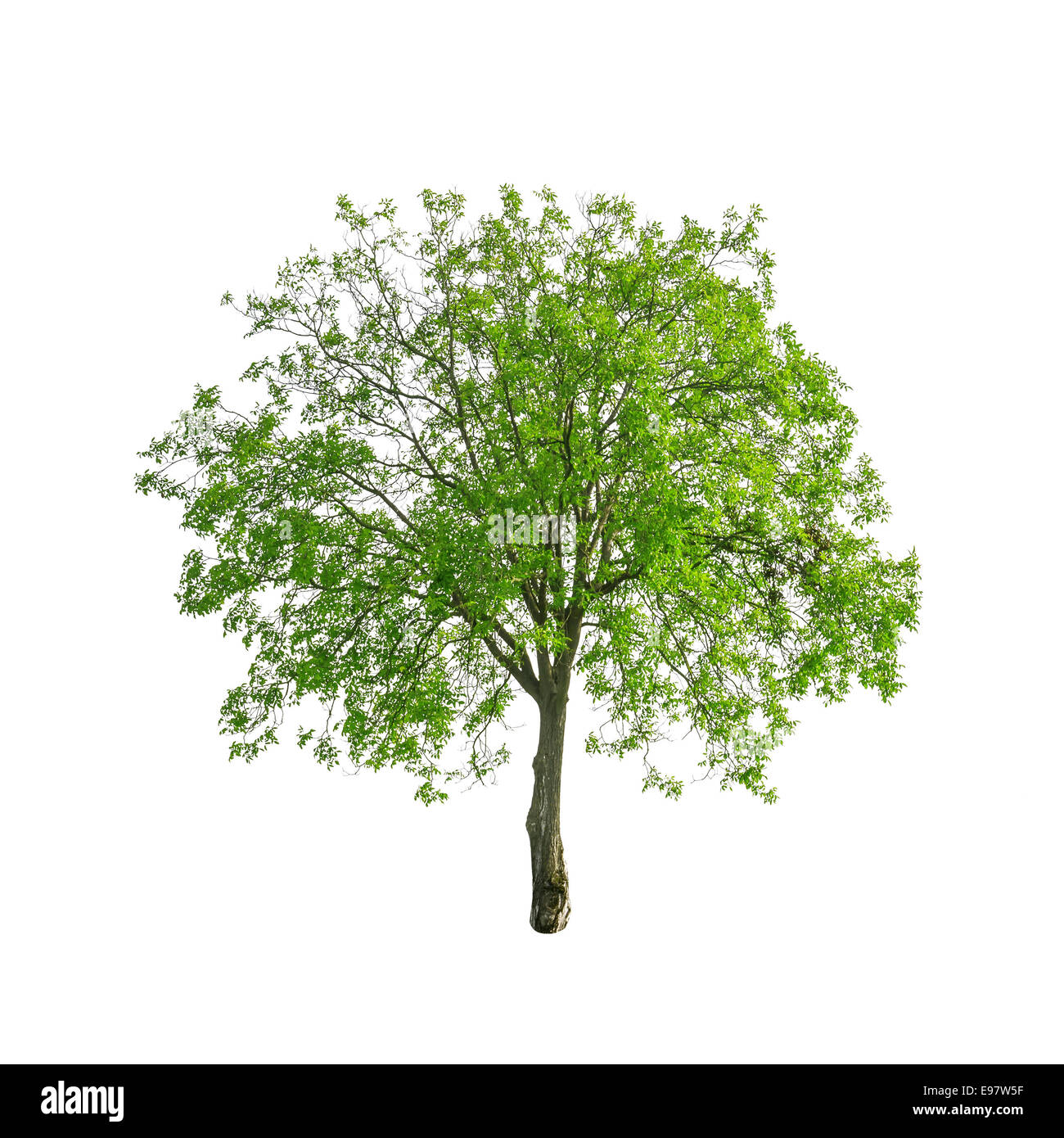green tree isolated on white Stock Photo - Alamy