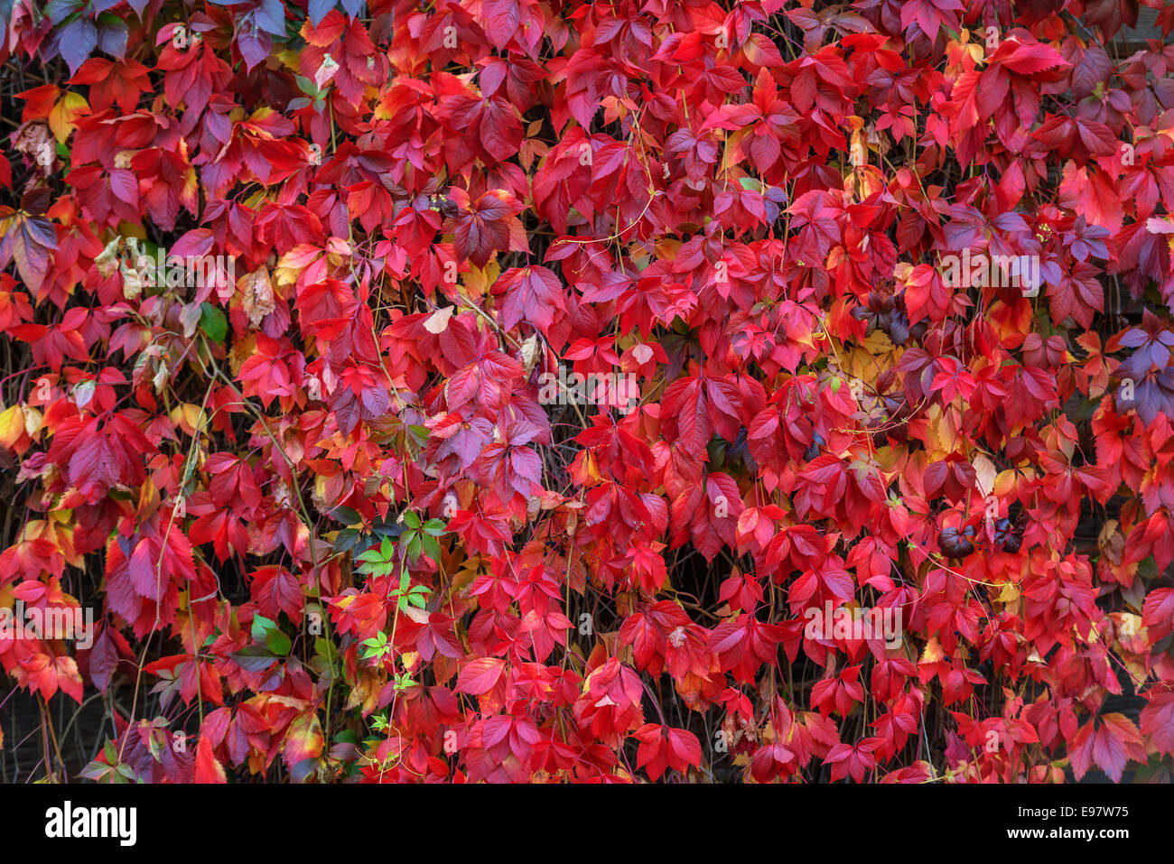 Red leaves on branch hi-res stock photography and images - Alamy