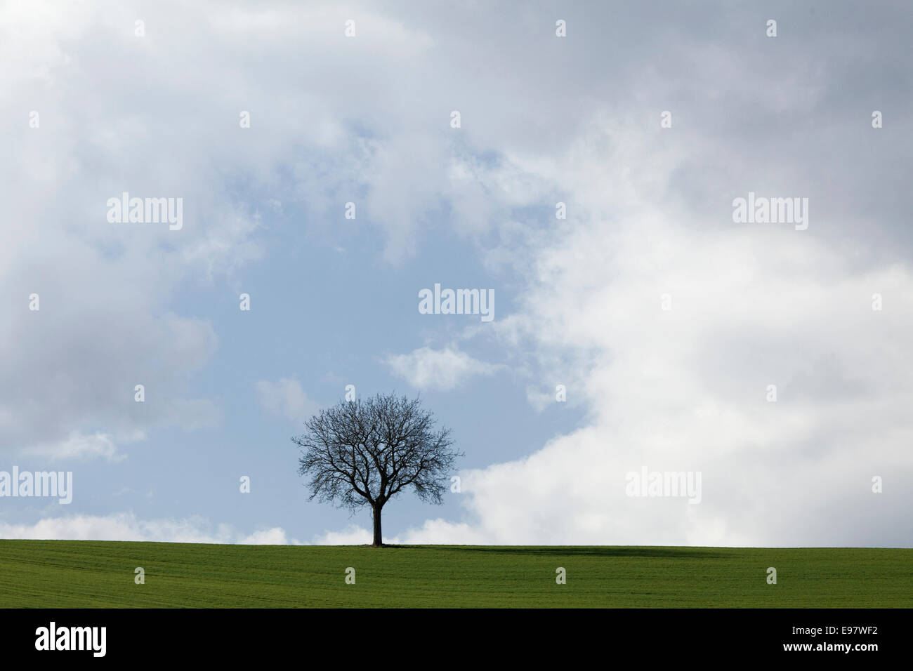 a tree on a field Stock Photo - Alamy