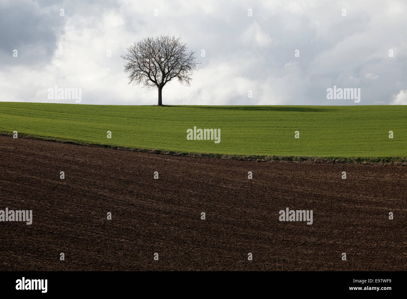 a tree on a field Stock Photo - Alamy