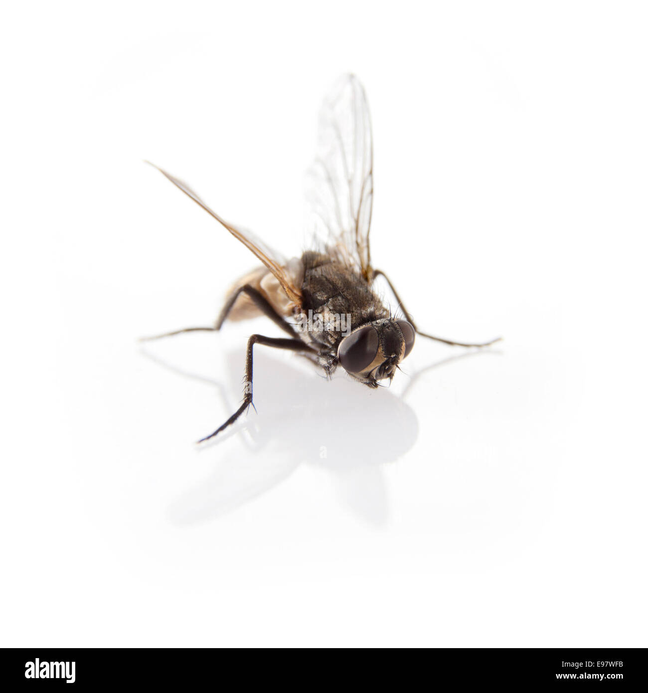 Diptera hi-res stock photography and images - Alamy