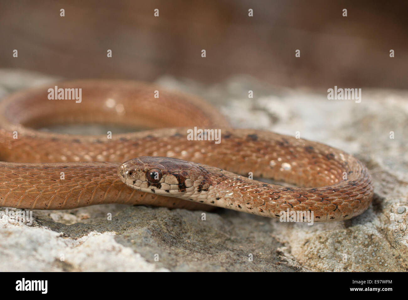 Storeria dekayi hi-res stock photography and images - Alamy