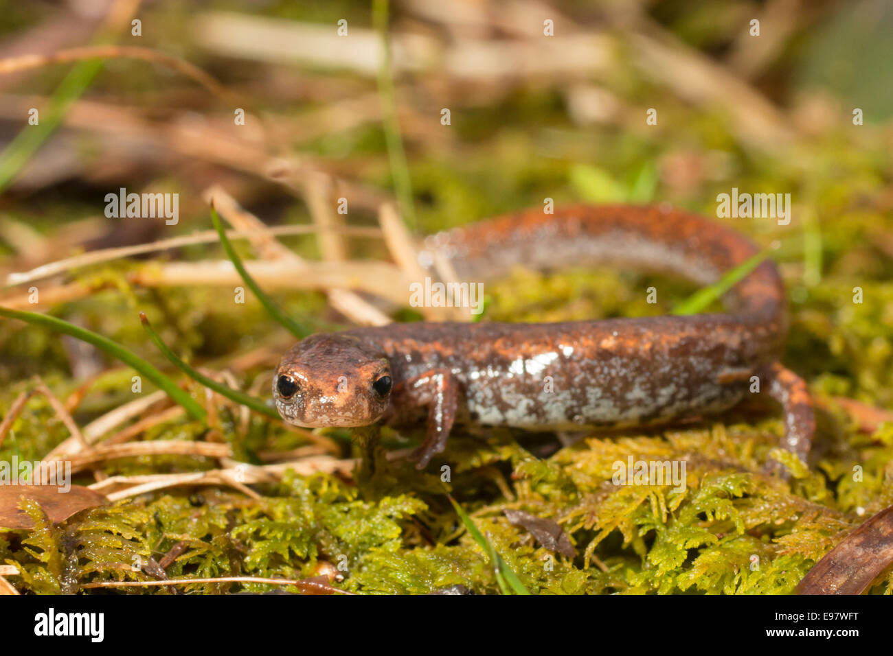 Four-toed salamander - Hemidactylium scutatum Stock Photo - Alamy