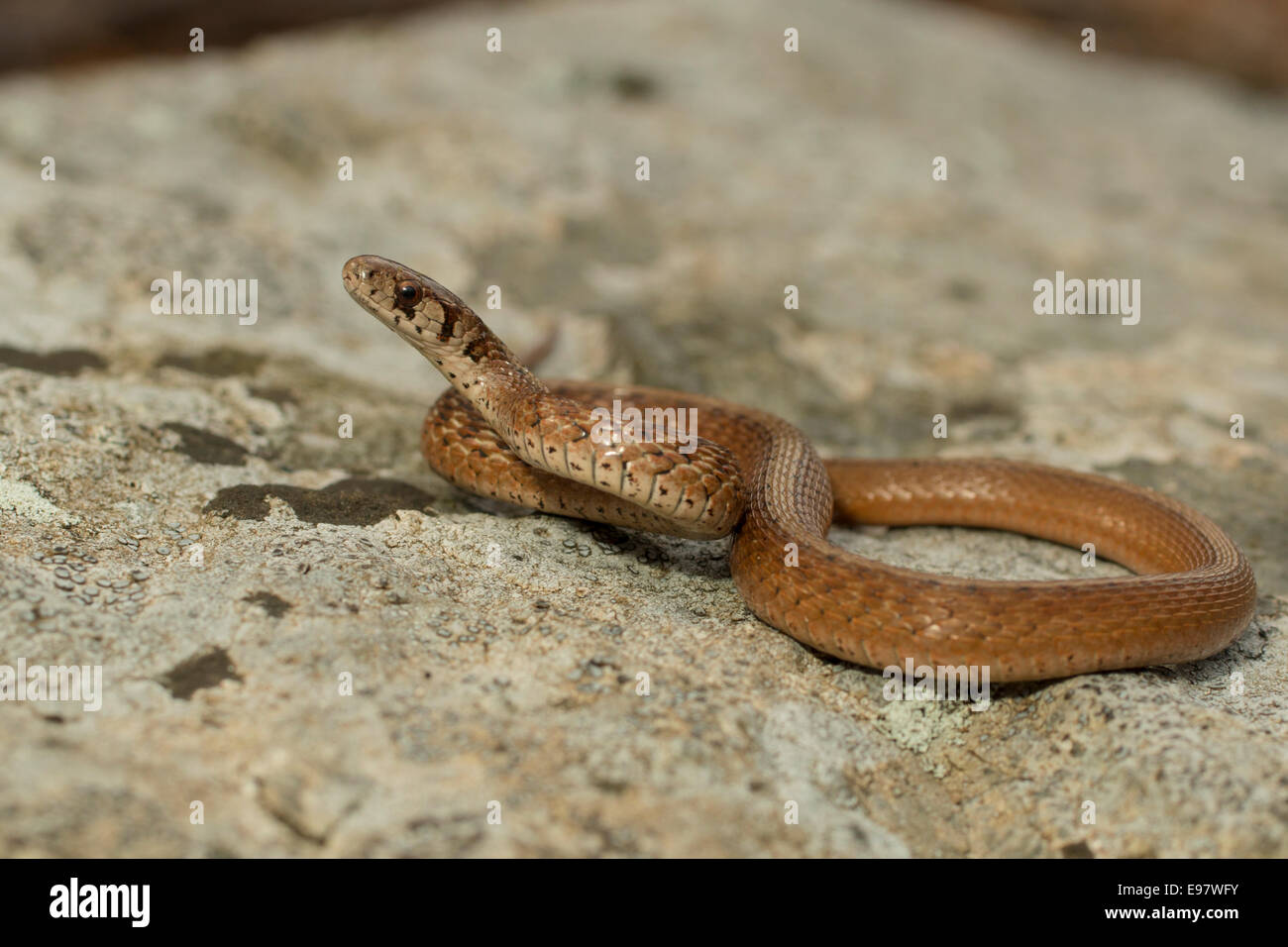 Northern brown snake with its head raised - Storeria dekayi Stock Photo ...