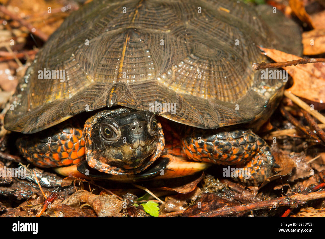 Close up of a wood turtle - Glyptemys insculpta Stock Photo - Alamy