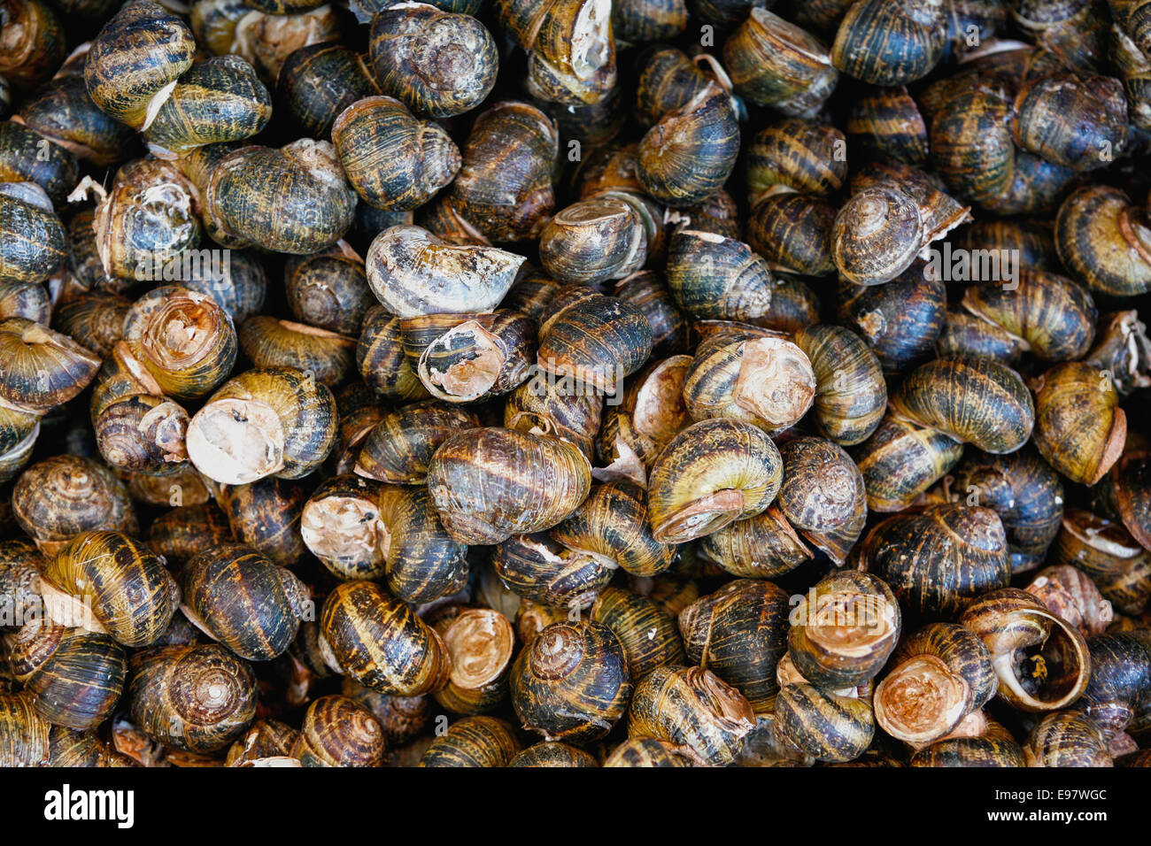 Edible snails on display at a Greek farmers' market. Escargot ...