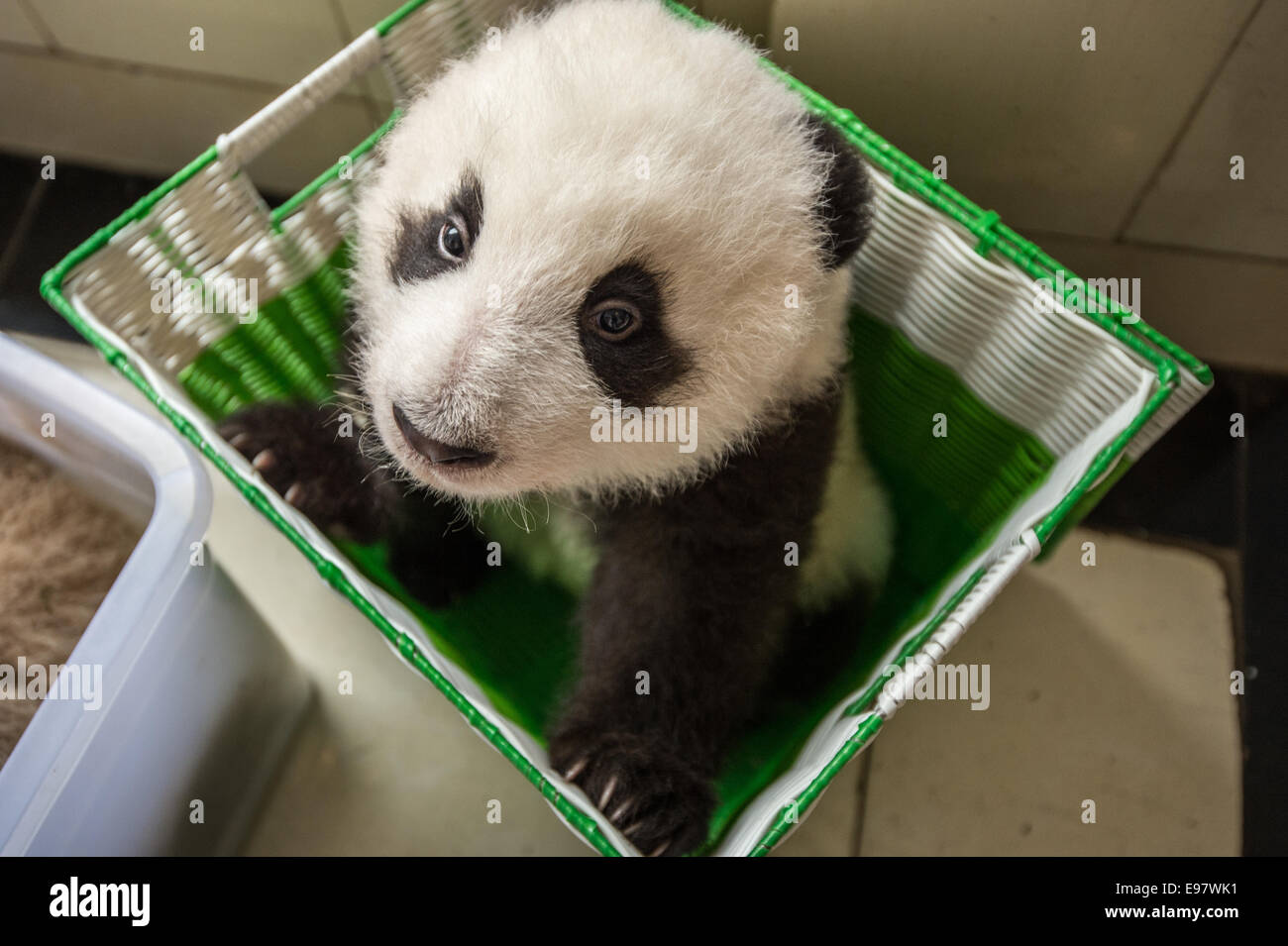 Pandas captive breeding hi-res stock photography and images - Alamy