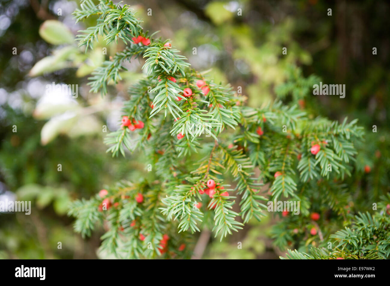 Indian ghost tree hi-res stock photography and images - Alamy
