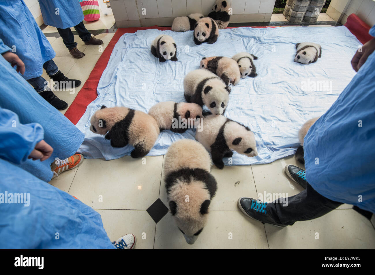 Fourteen baby captive bred pandas are brought out and put on a blanket ...