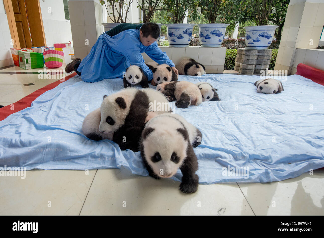 Fourteen baby captive bred pandas are brought out and put on a blanket ...