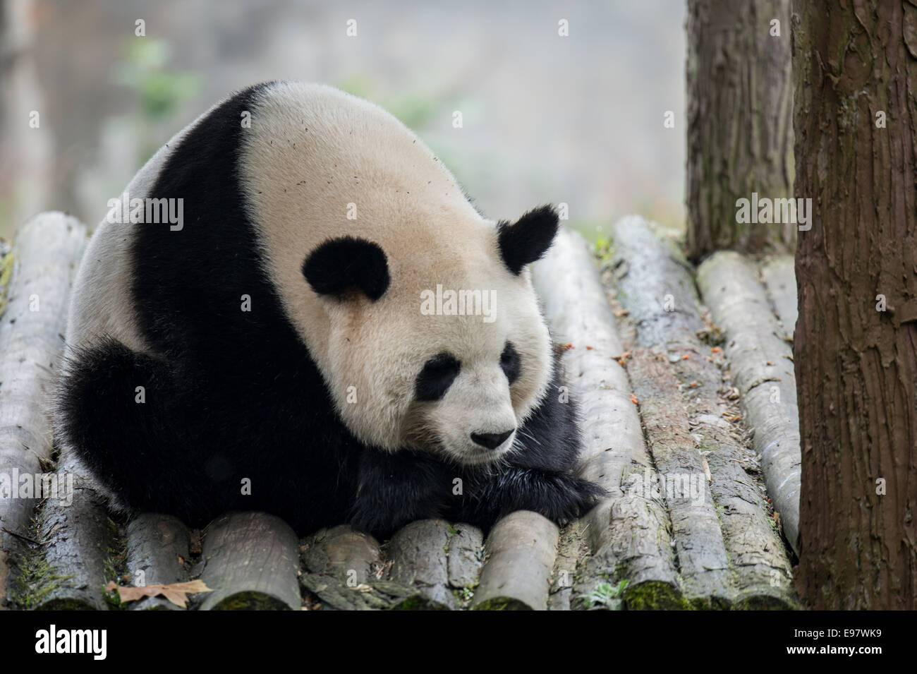 An adult captive panda in Ya'an, Sichuan, China. (Photo by Ami Vitale ...