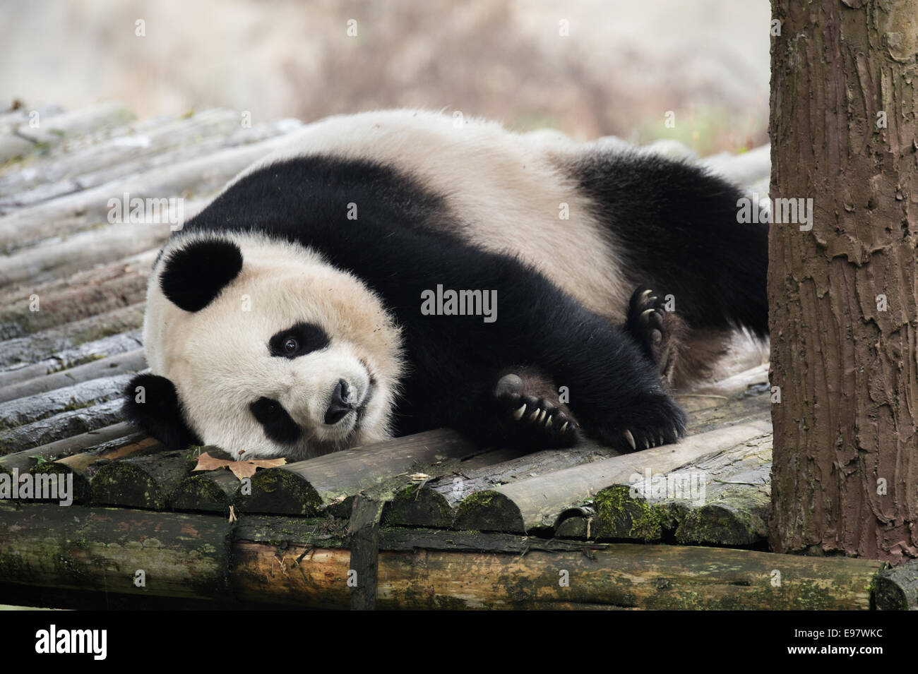 An adult captive panda in Ya'an, Sichuan, China. (Photo by Ami Vitale ...