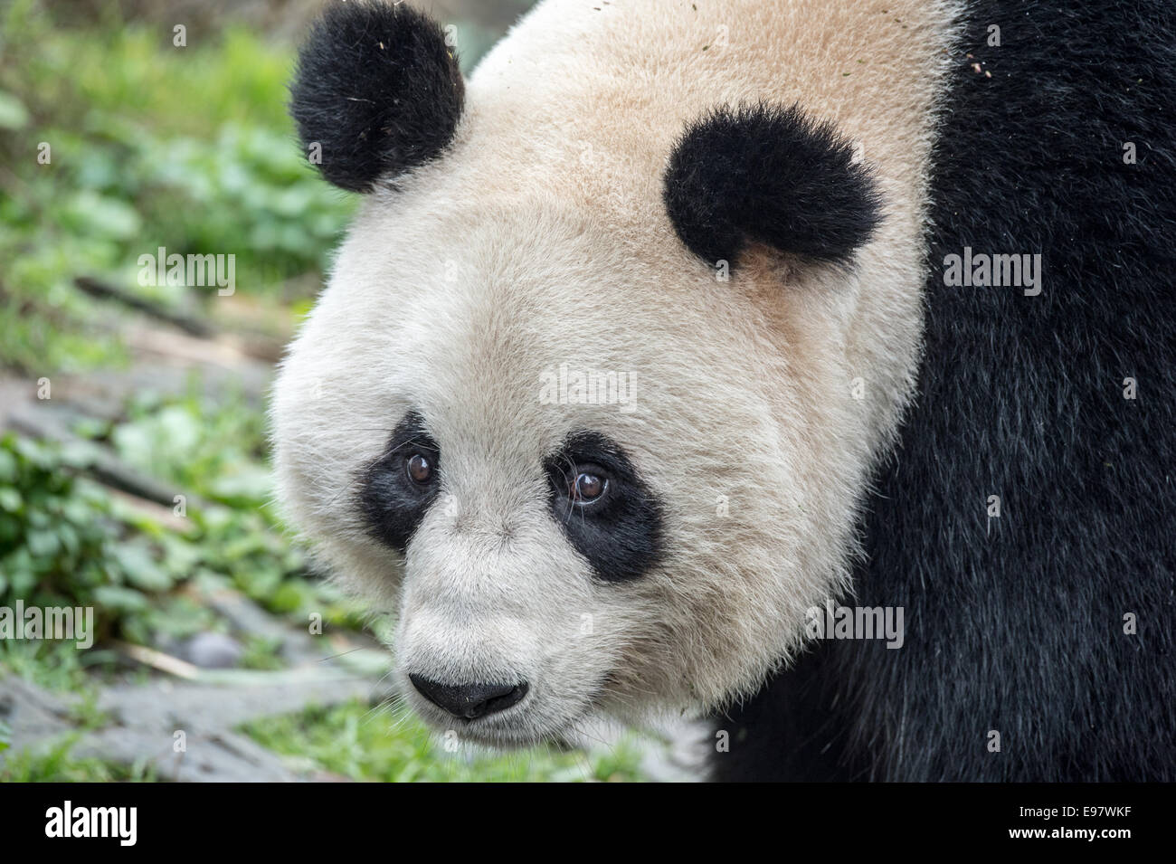 An adult captive panda in Ya'an, Sichuan, China. (Photo by Ami Vitale ...