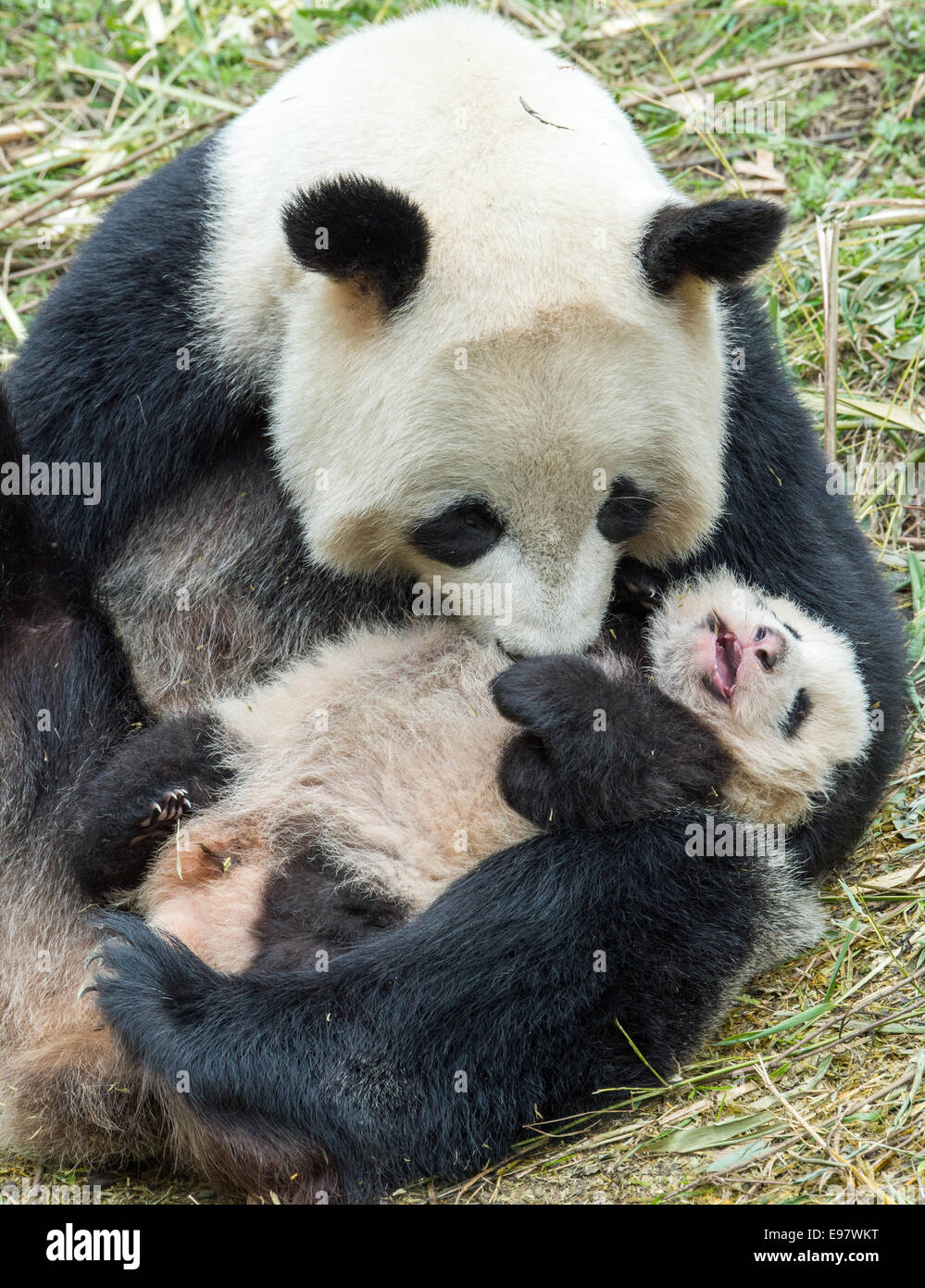 A 14 year old panda named YeYe holds her at this point unnamed one ...