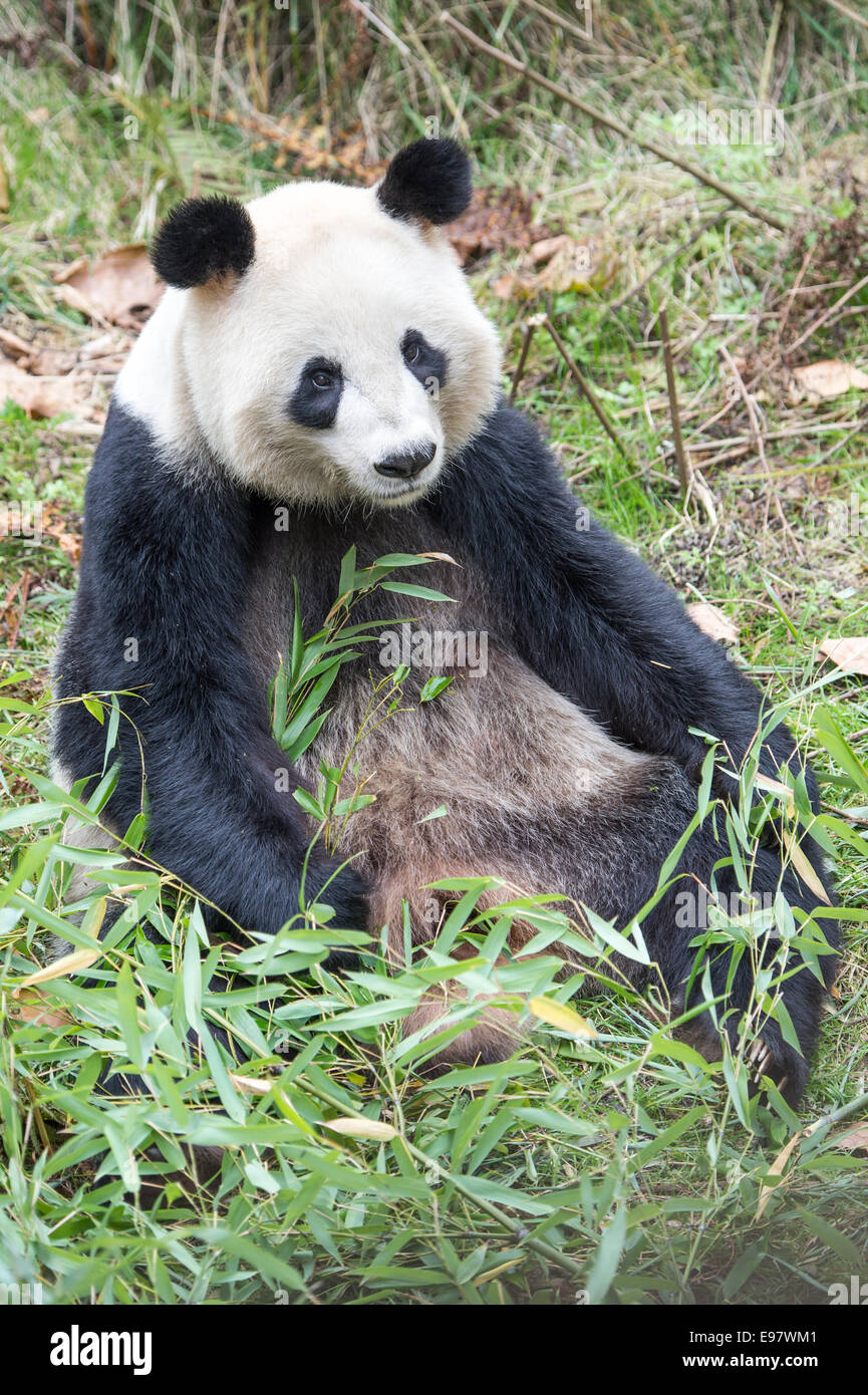 A 14 year old panda named YeYe holds her at this point unnamed one ...