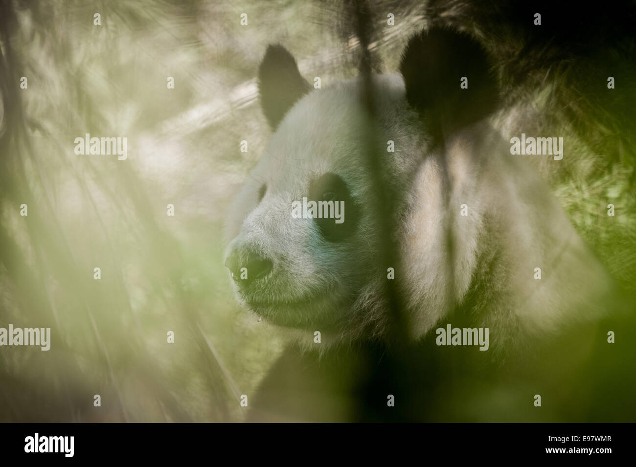 A 14 year old panda named YeYe holds her at this point unnamed one ...