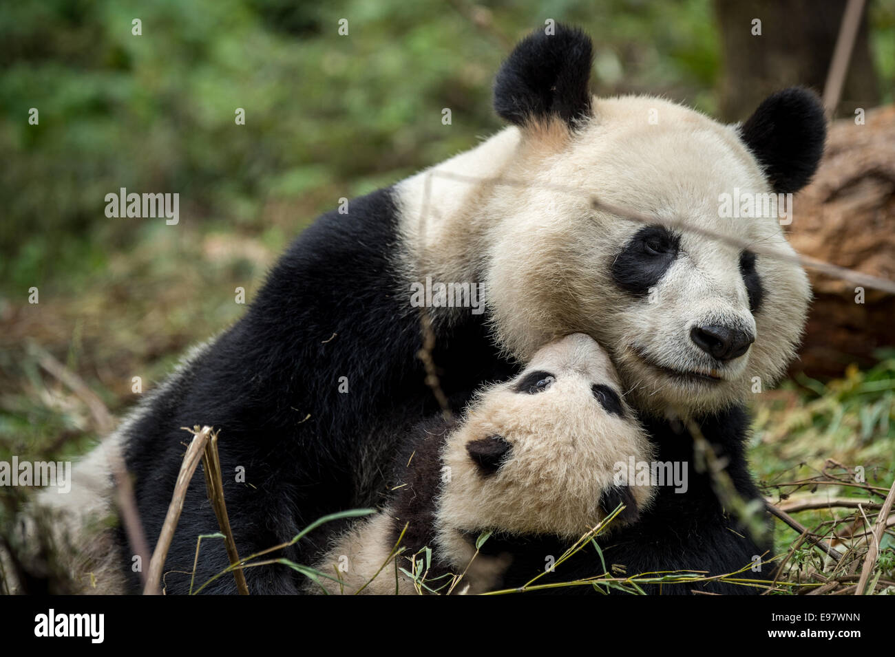 A 14 year old panda named YeYe holds her young cub at Wolong Giant ...