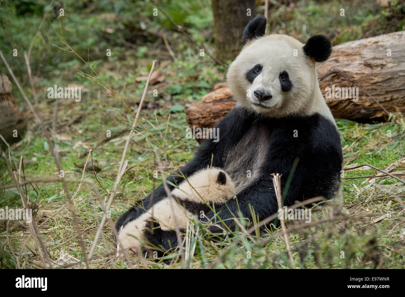 A 14 year old panda named YeYe holds her young cub at Wolong Giant ...