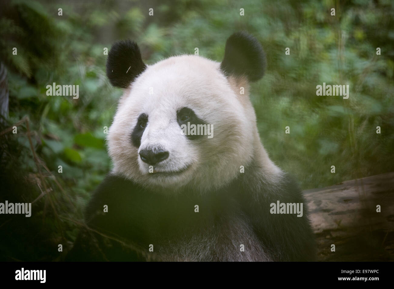 A 14 year old panda named YeYe at the Wolong Giant Panda reserve. The ...
