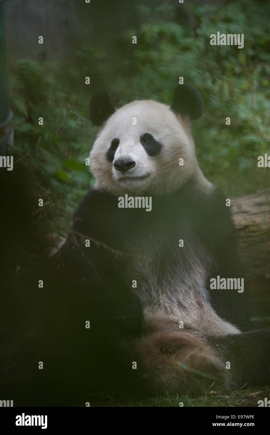A 14 year old panda named YeYe at the Wolong Giant Panda reserve. The ...