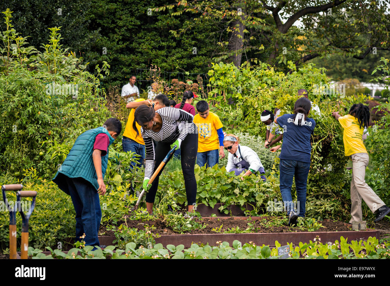 Michelle obama white house garden hi-res stock photography and images ...