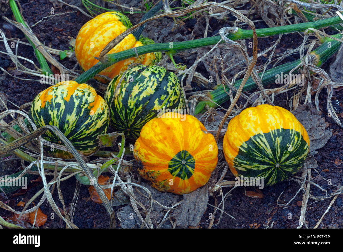 Squash Cucurbita Pepo genus Cucurbita ripe fruit in Autumn Stock Photo ...