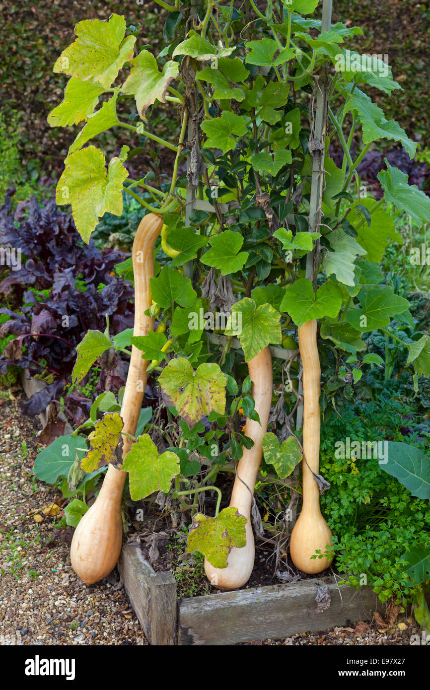 Squash Tromboncino growing in vegetable garden mid October Stock Photo ...