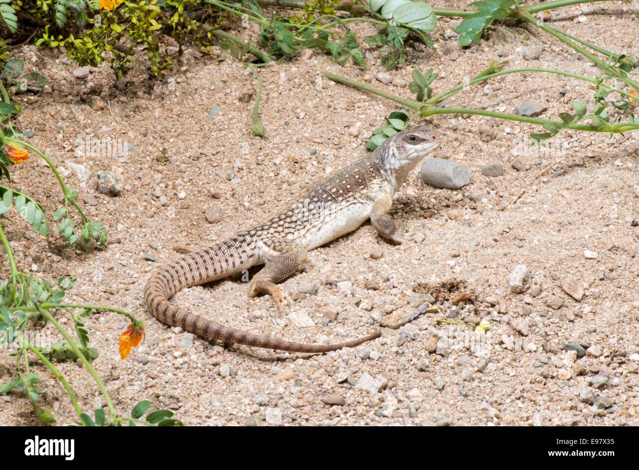Desert Iguana Dipsosaurus dorsalis Tucson, Pima County, Arizona, United ...