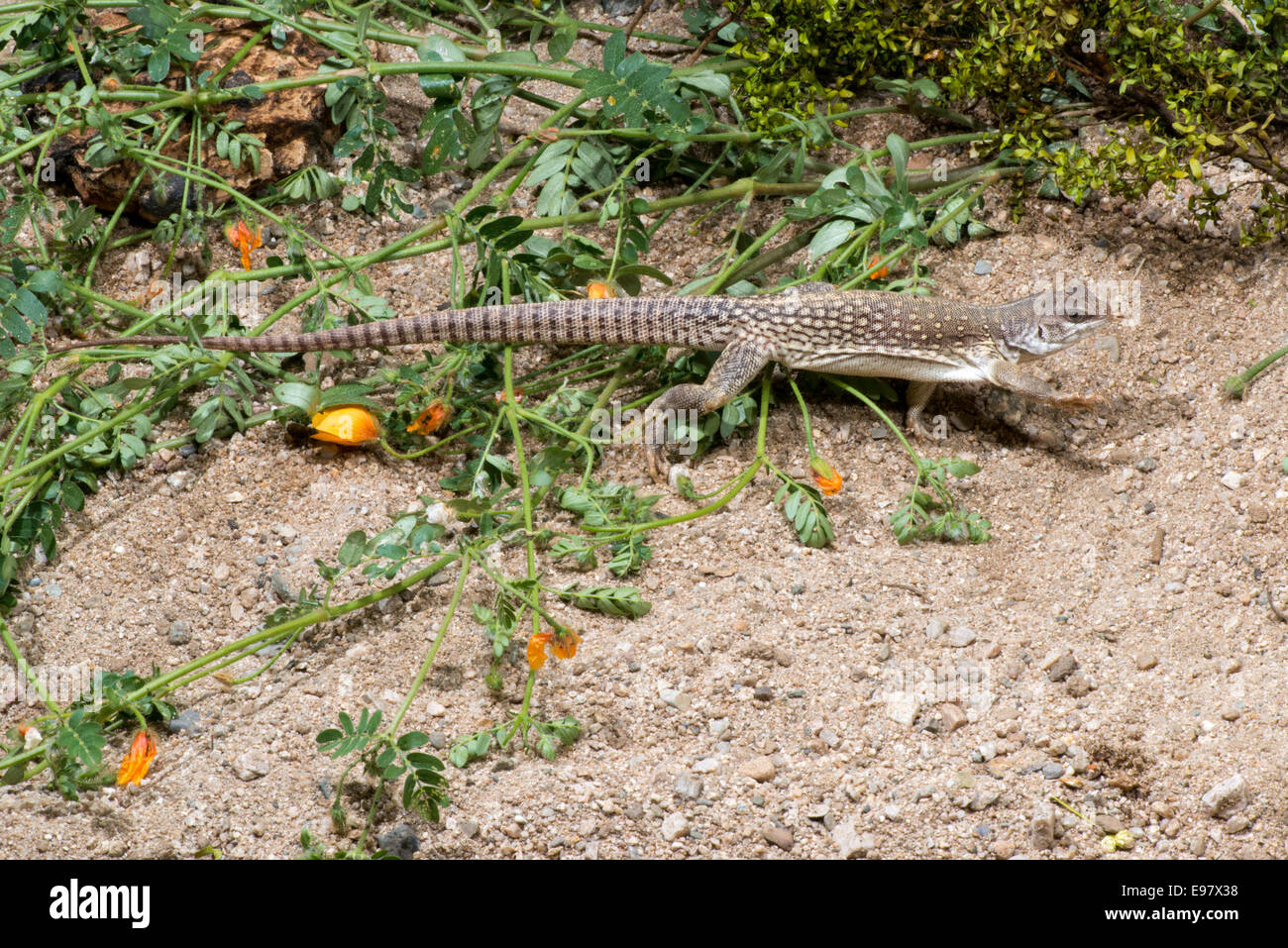 Desert Iguana Dipsosaurus dorsalis Tucson, Pima County, Arizona, United ...