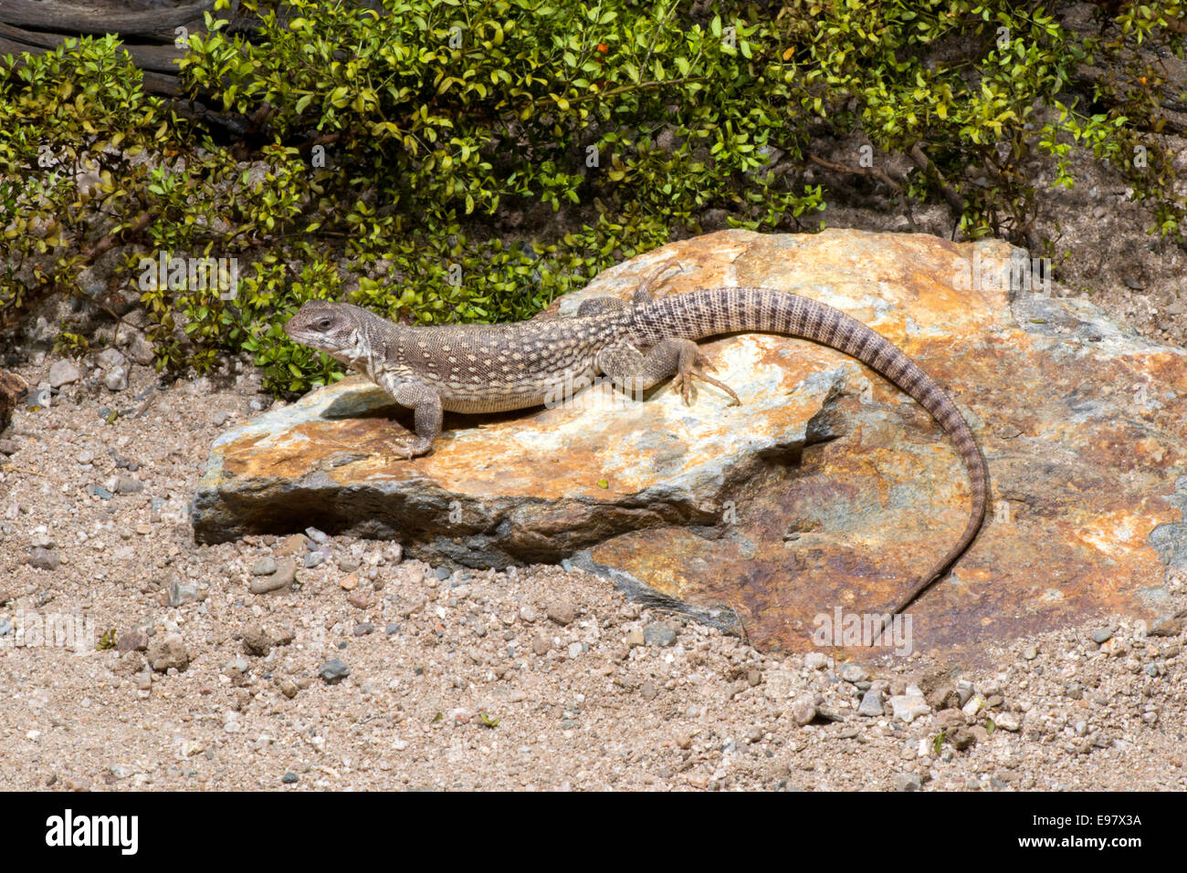Desert Iguana Dipsosaurus dorsalis Tucson, Pima County, Arizona, United ...