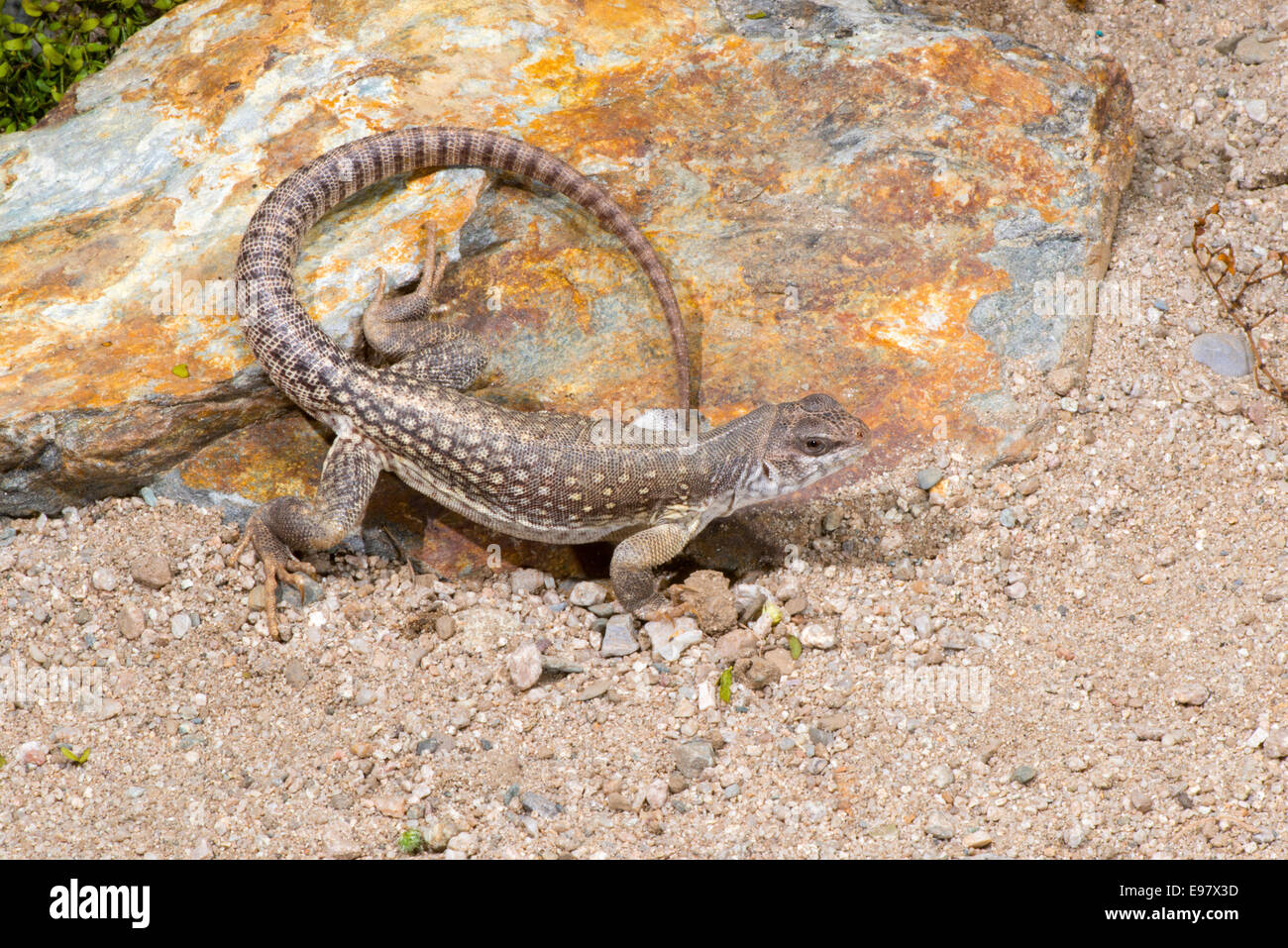 Desert iguana dipsosaurus dorsalis hi-res stock photography and images ...