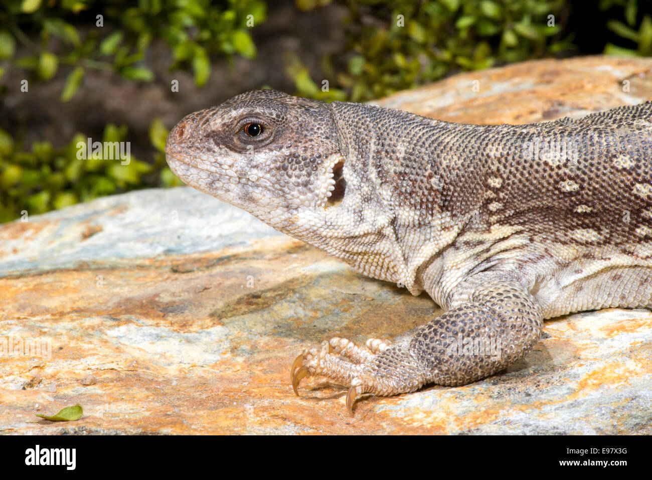 Desert Iguana Dipsosaurus dorsalis Tucson, Pima County, Arizona, United ...