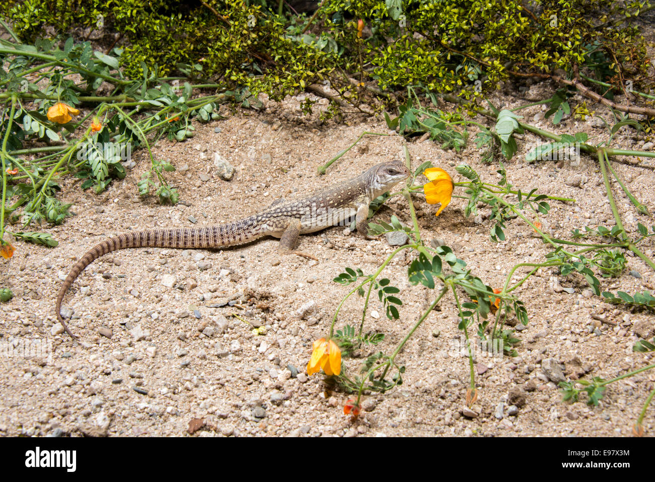 Desert Iguana Dipsosaurus dorsalis Tucson, Pima County, Arizona, United ...