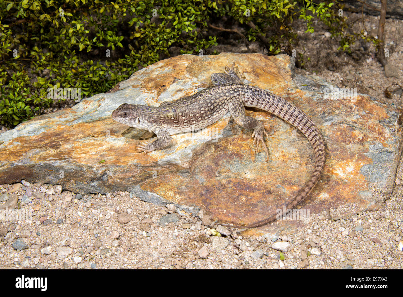 Desert Iguana Dipsosaurus dorsalis Tucson, Pima County, Arizona, United ...