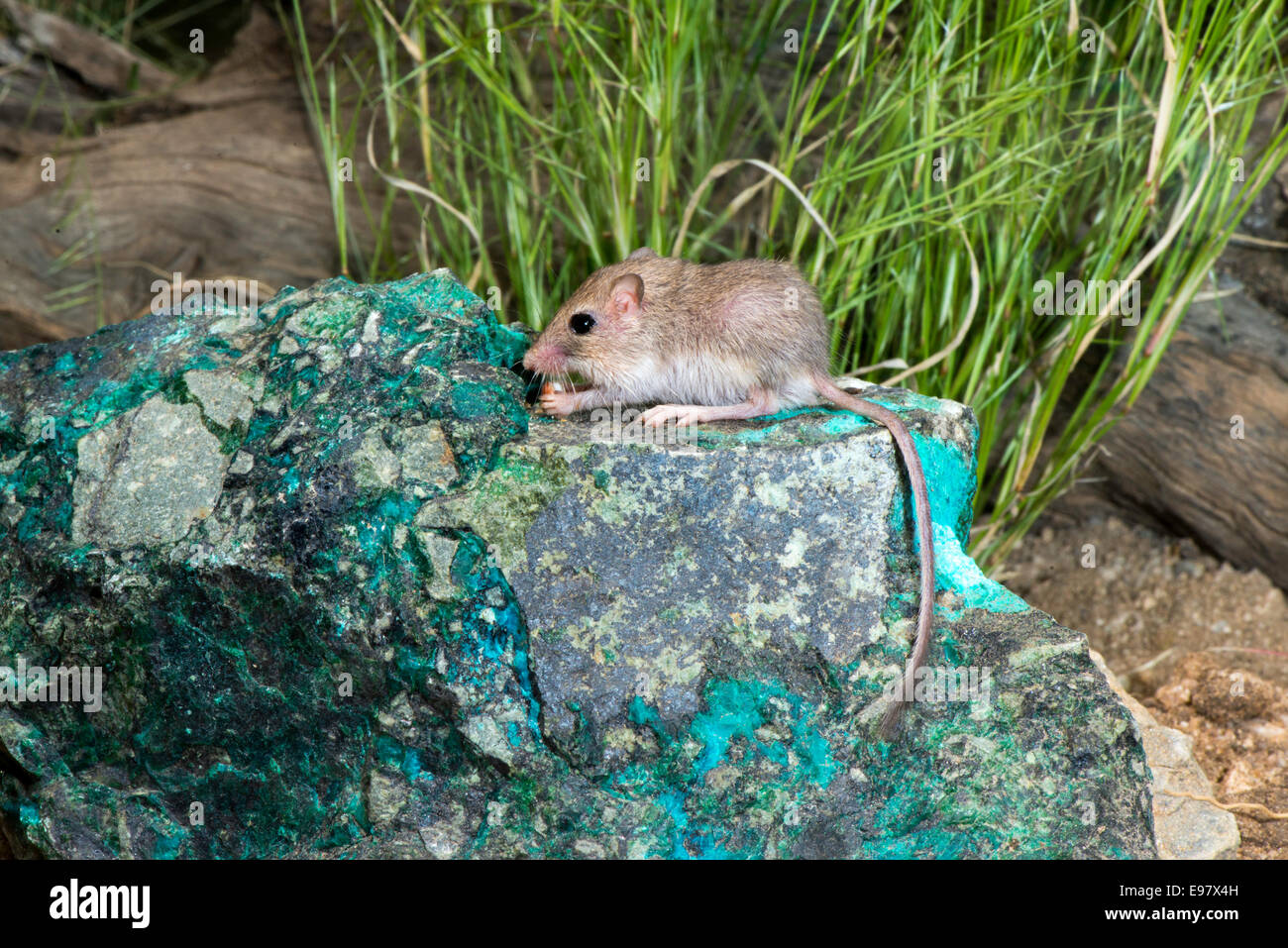 Desert Pocket Mouse Chaetodipus penicillatus Tucson, Pima County ...