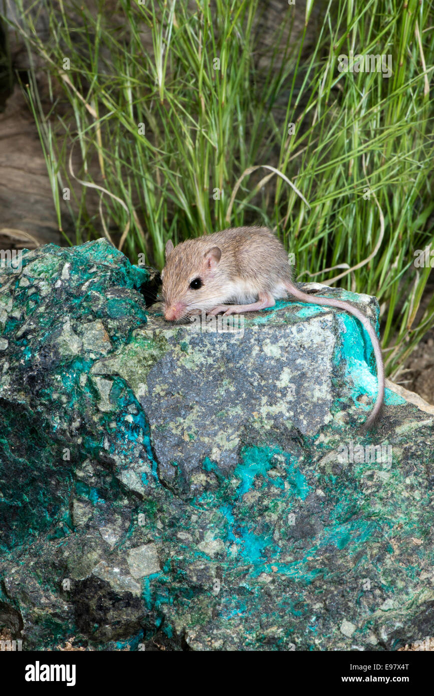 Desert pocket mouse hi-res stock photography and images - Alamy