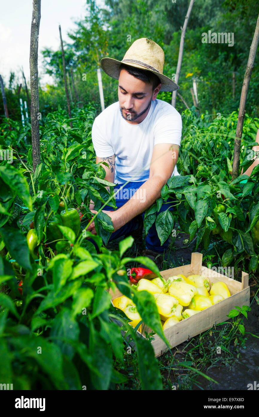 Bell Pepper Harvesting High Resolution Stock Photography and Images - Alamy
