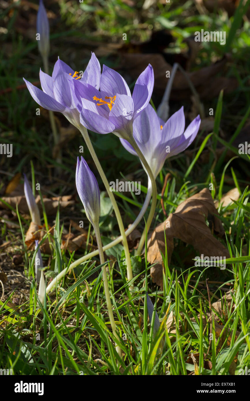 Autumn flowers of Crocus speciosus in a grassy meadow Stock Photo - Alamy