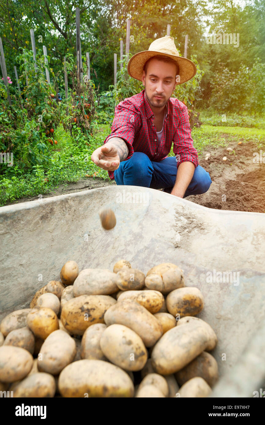 Young man harvesting potatoes in vegetable garden Stock Photo - Alamy