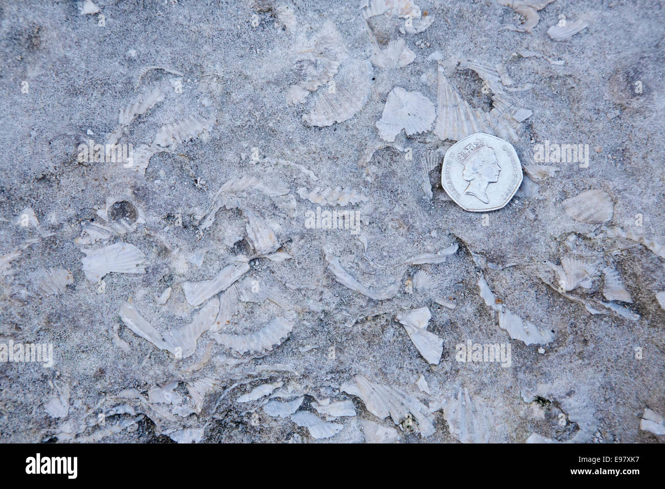 Fossil sea shells in a bed of limestone, Les Baux, Provence, France ...