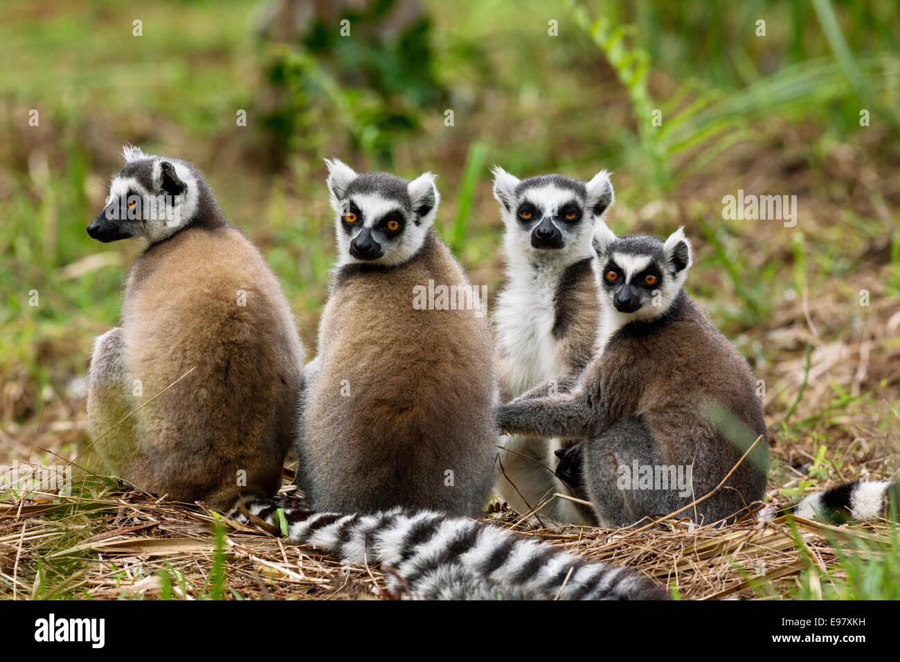 Ring-tailed lemurs paddycake,Vakôna Forest Lodge, Andasibe, Madagascar ...
