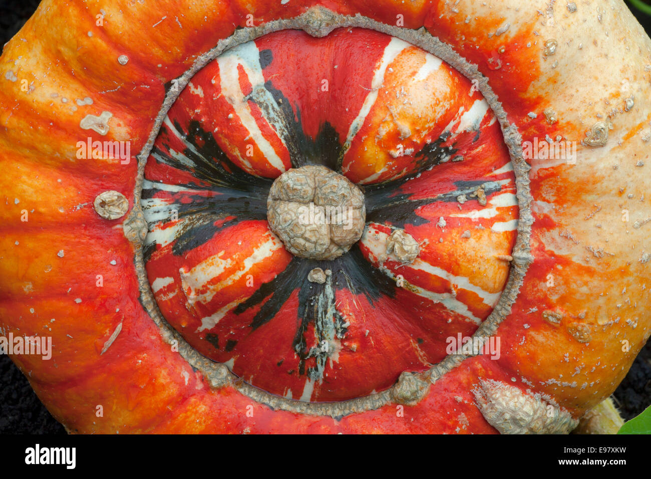 Turban Squash genus Cucurbita ripe fruit in Autumn Stock Photo - Alamy