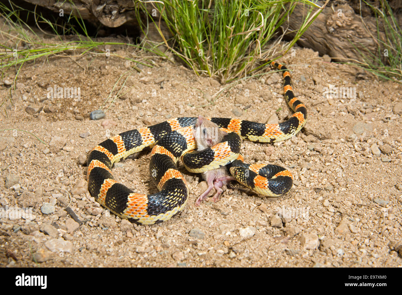 Long-nosed Snake Rhinocheilus lecontei Tucson, Arizona, United States ...