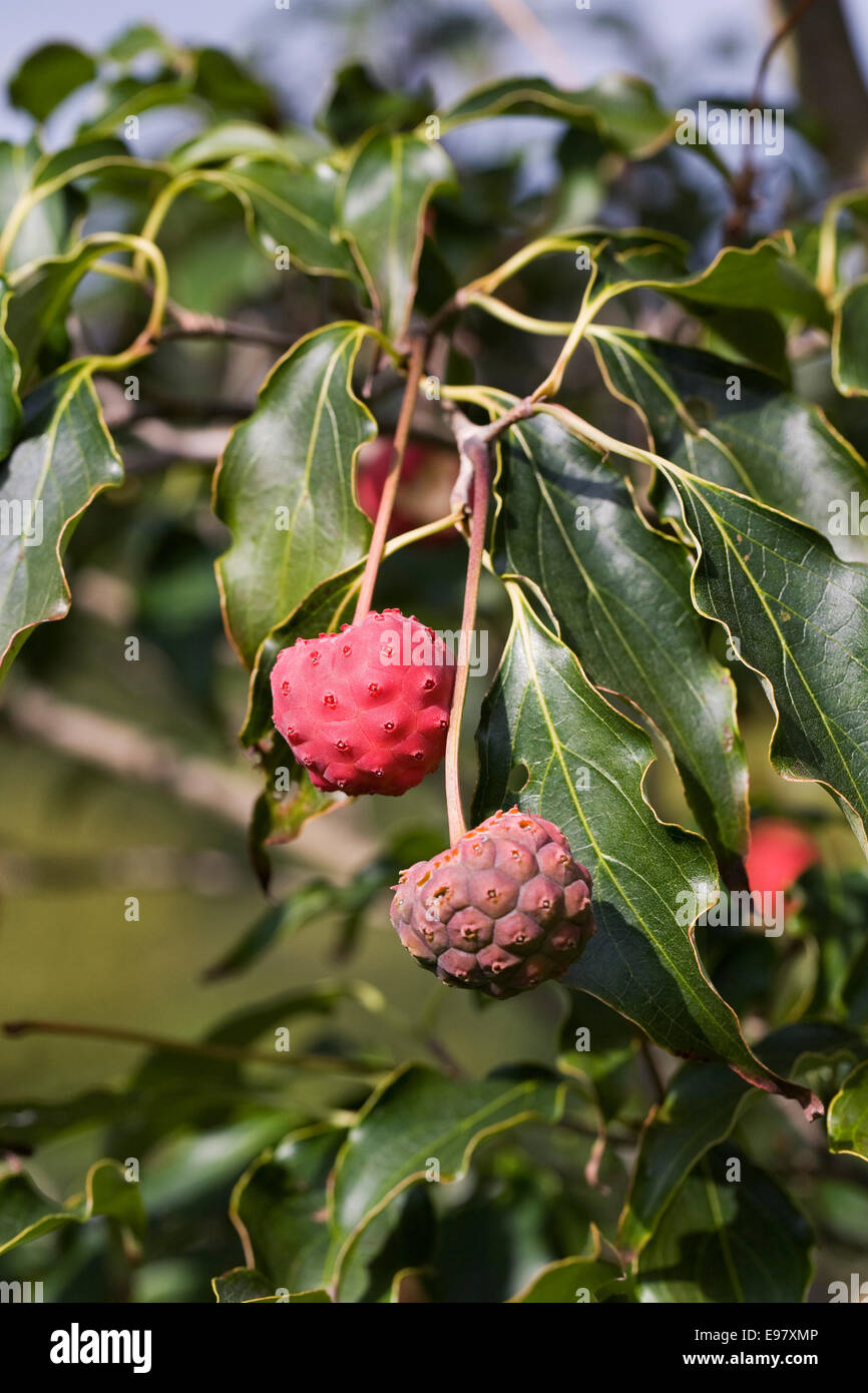 Cornus kousa fruit hi-res stock photography and images - Alamy