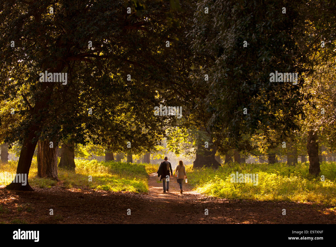 Walking in woodland at Holkham Lake Norfolk Autumn Stock Photo - Alamy