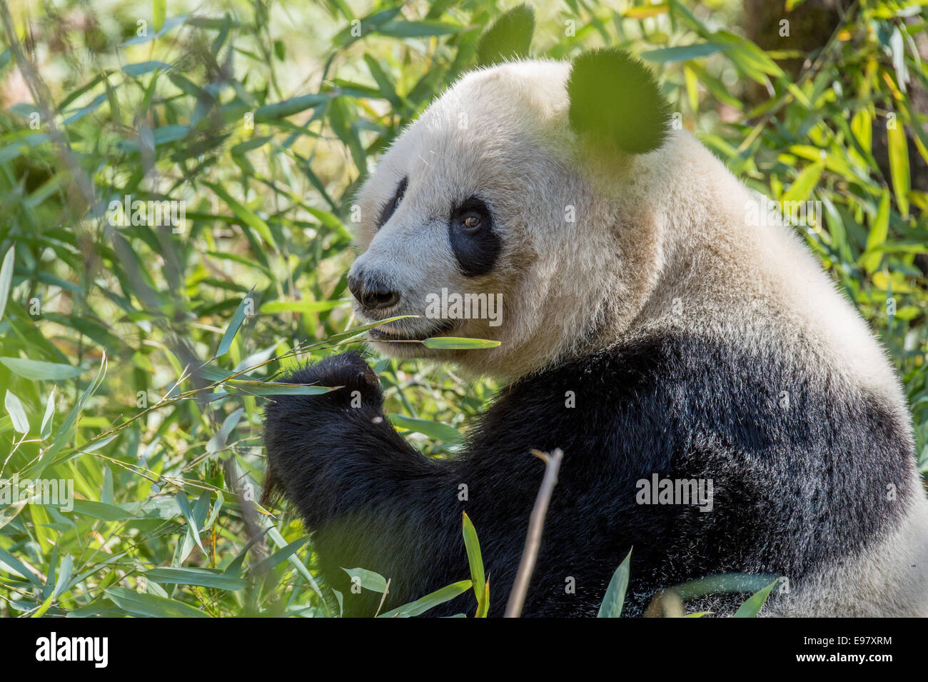 A 14 year old panda named YeYe holds her at this point unnamed one ...