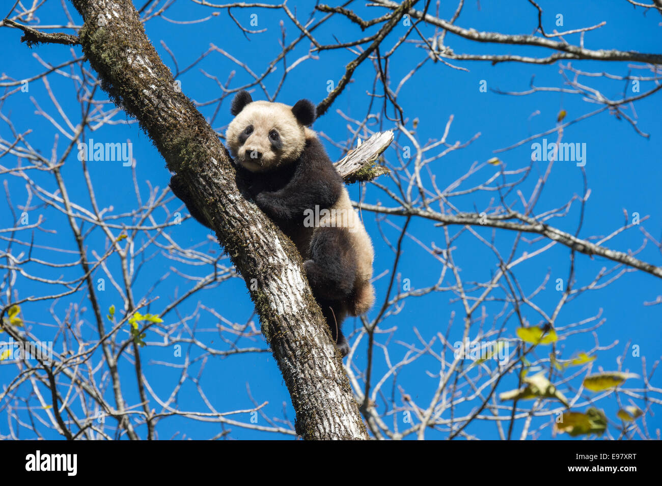 A panda in training climbs a tree as its moved into a new enclosure at ...